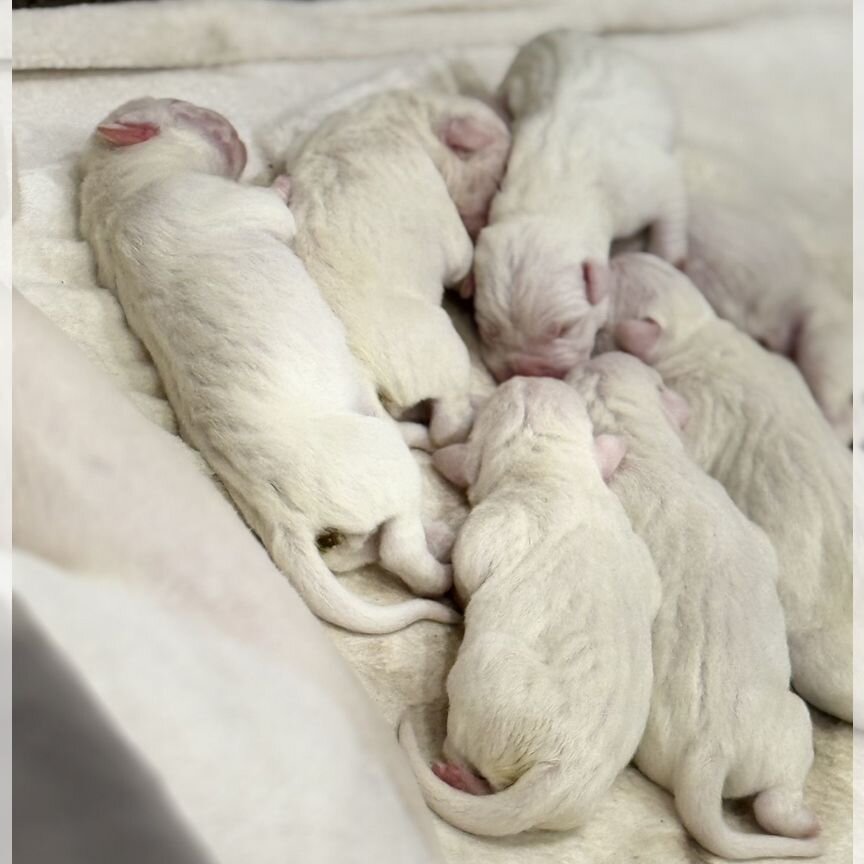 Аргентинский дог, щенок