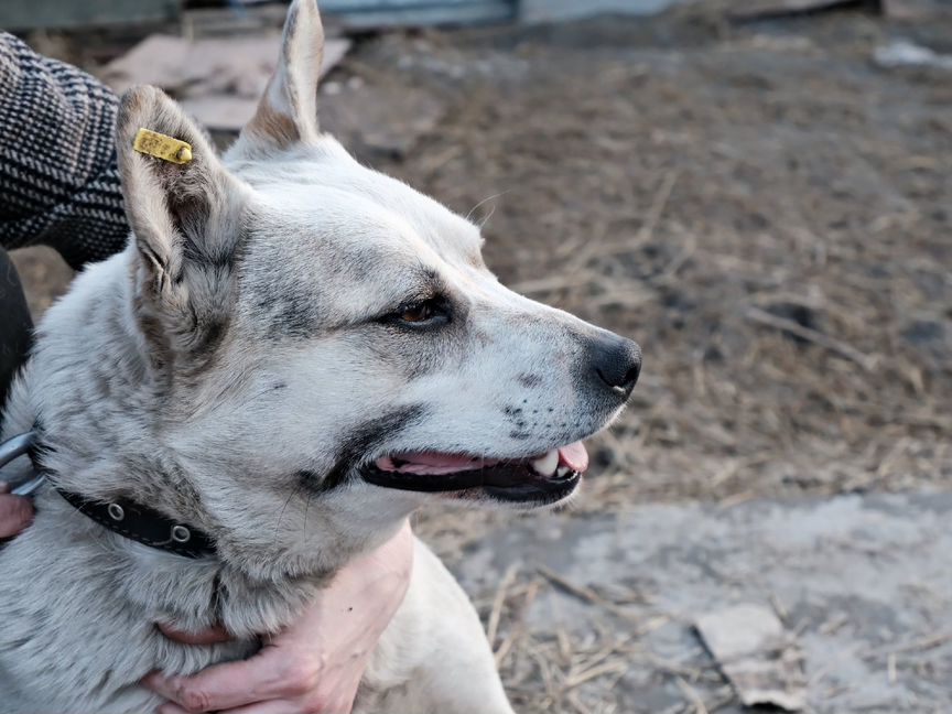 Шейла-собака на охрану