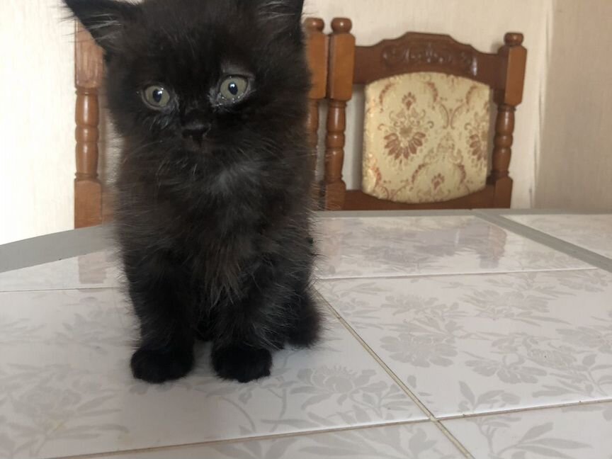 Кошка