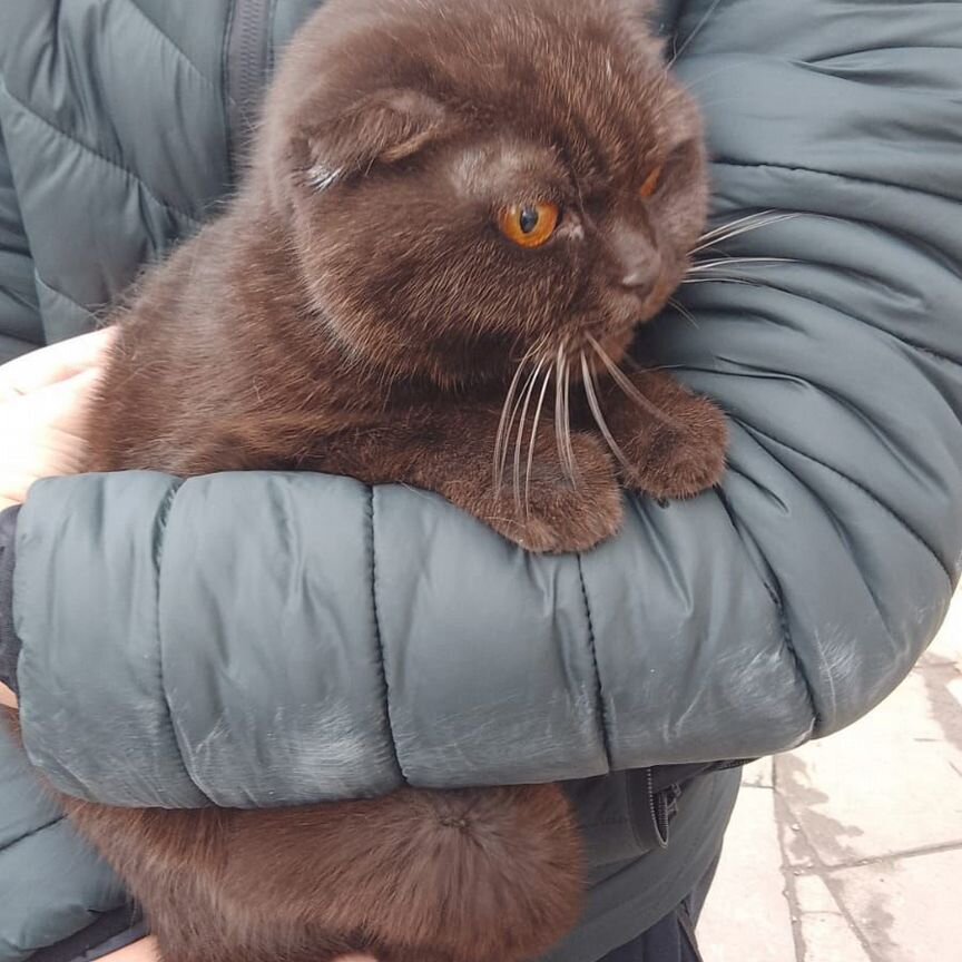 Шотландская вислоухая в добрый руки