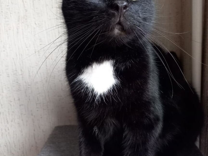 Кот ищет дом