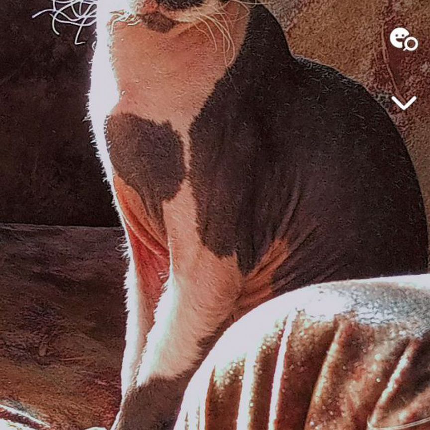 Отдам кота в добрые руки. Очень добрый лисый кот