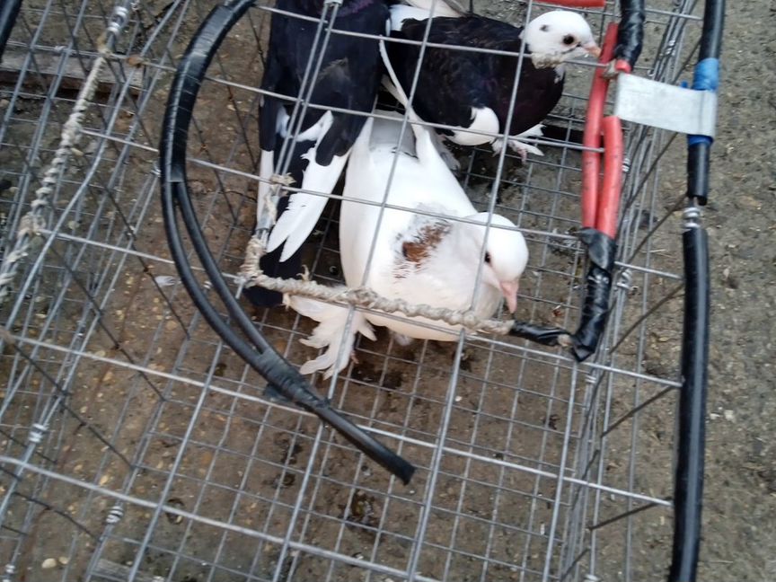 Бакинцы акбаши 1000 голова