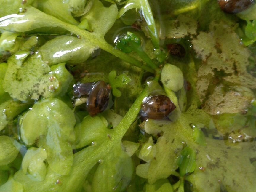 Улитки аквариумные