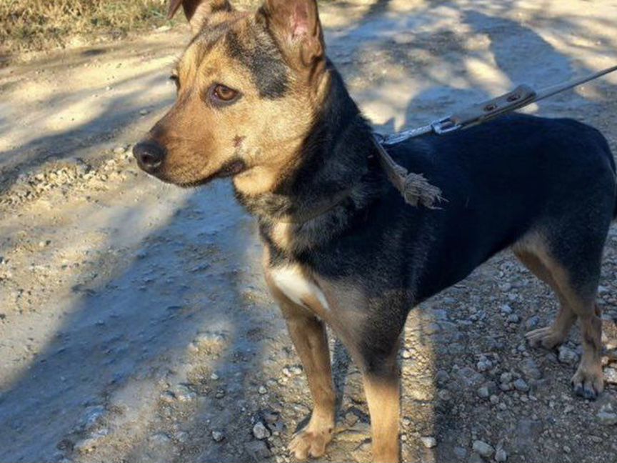 Собака небольшая