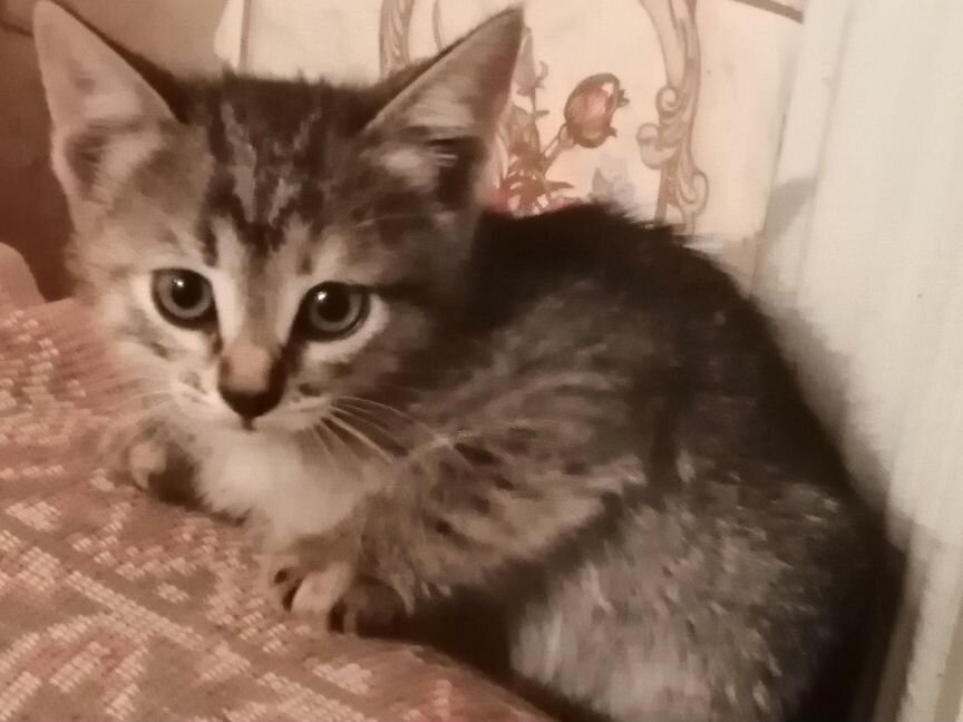 Котенок в добрые руки