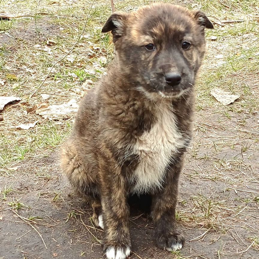 Щенок от частного владельца