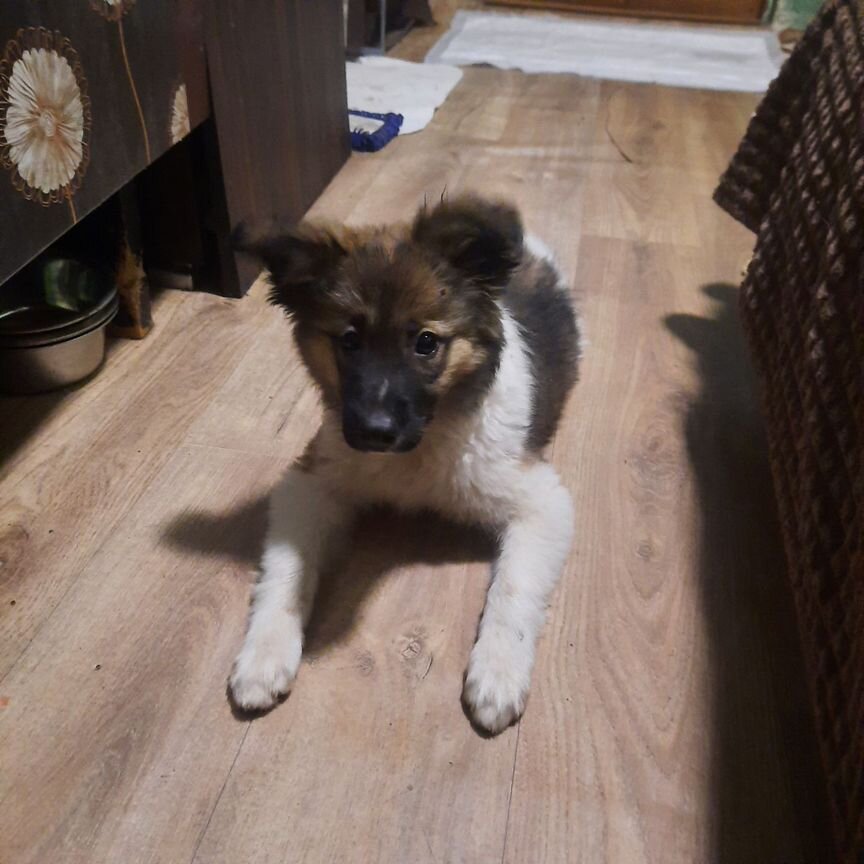 Щенок девочка Рокси добрые руки