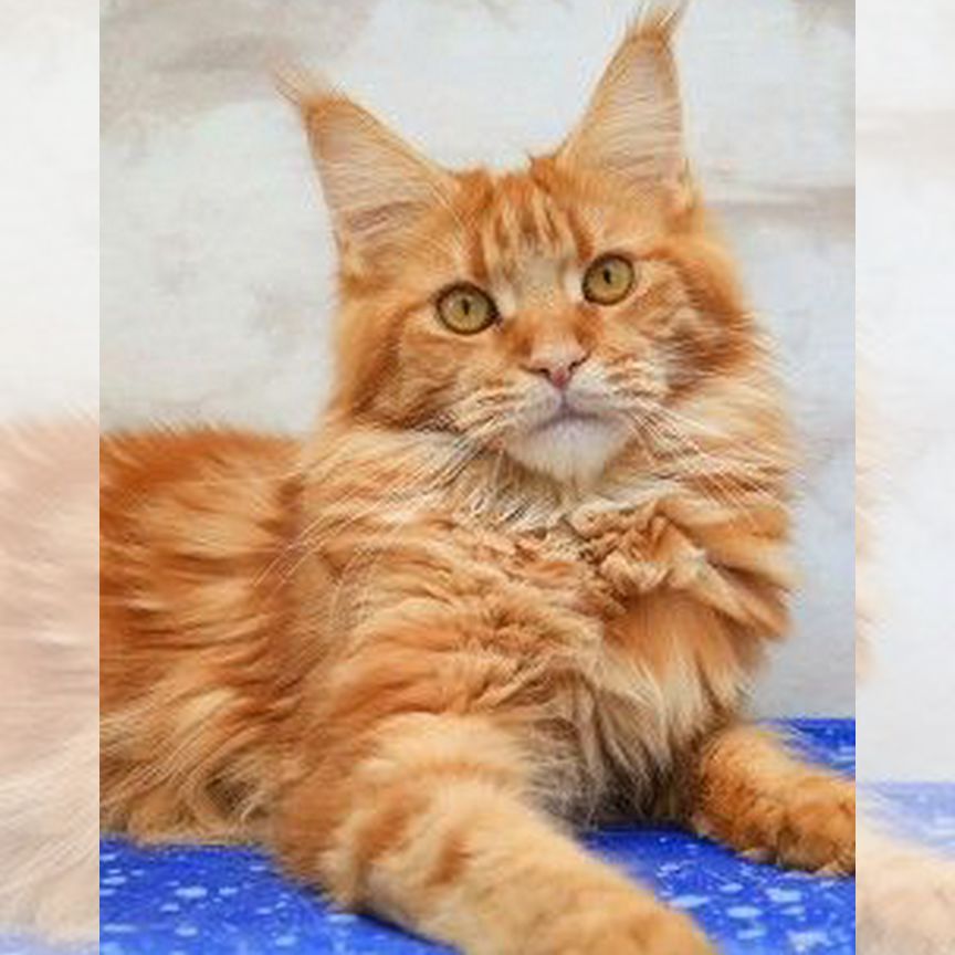 Мейн-кун котёнок