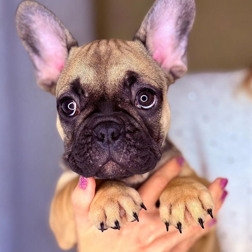 Французский бульдог, щенок