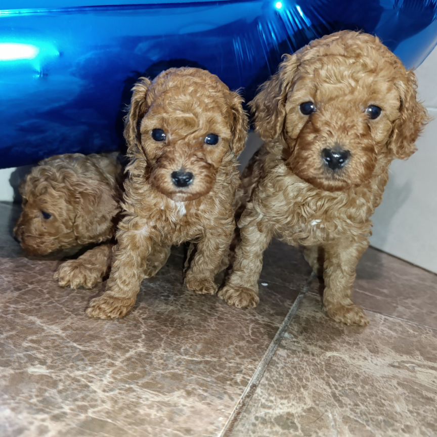 Той-пудель, щенок