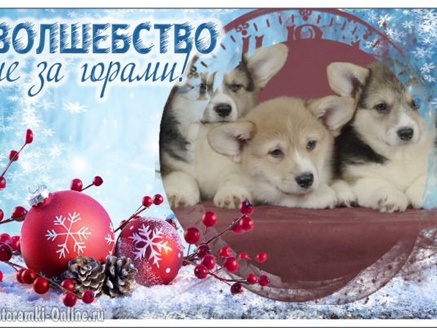Супер щенки корги. Раннее бронирование