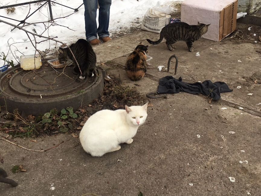 Кошкам нужна помощь