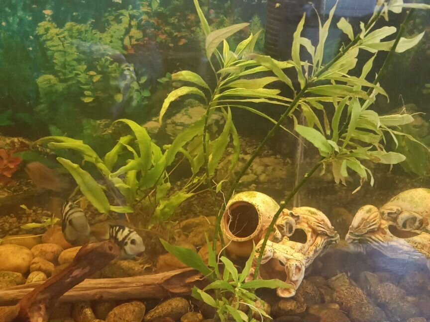 Аквариумные растения