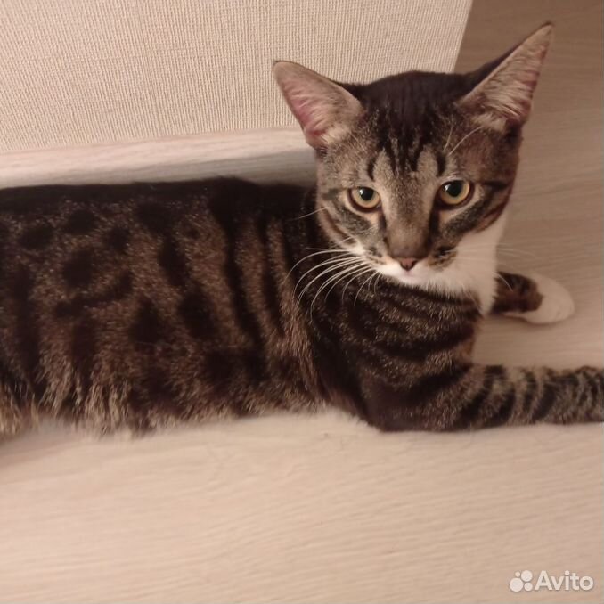 Котик Тимоша в добрые руки
