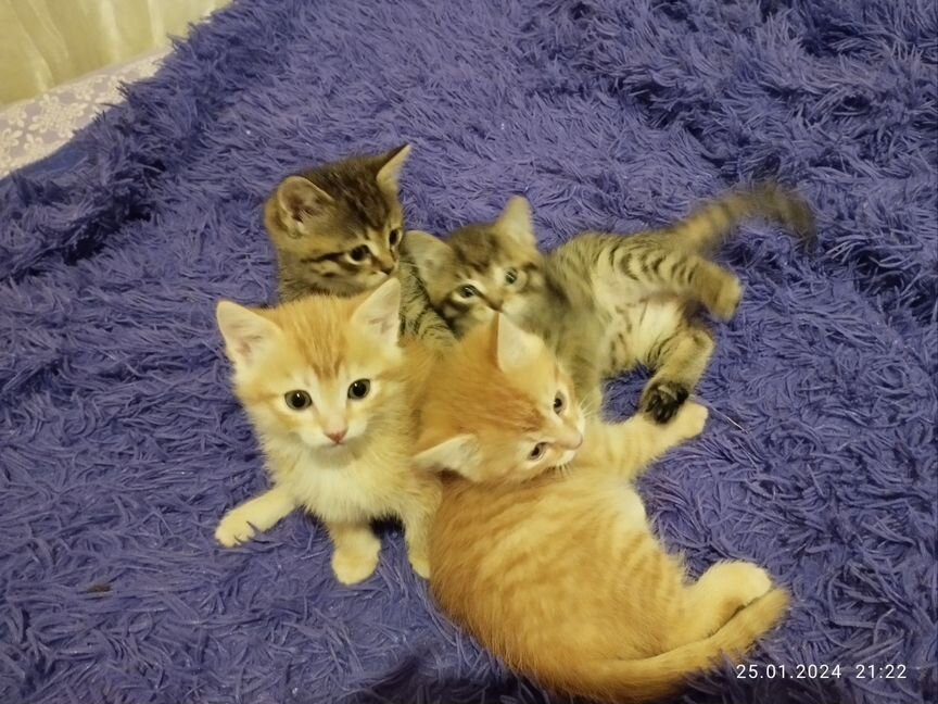 Отдам котят в добрые руки