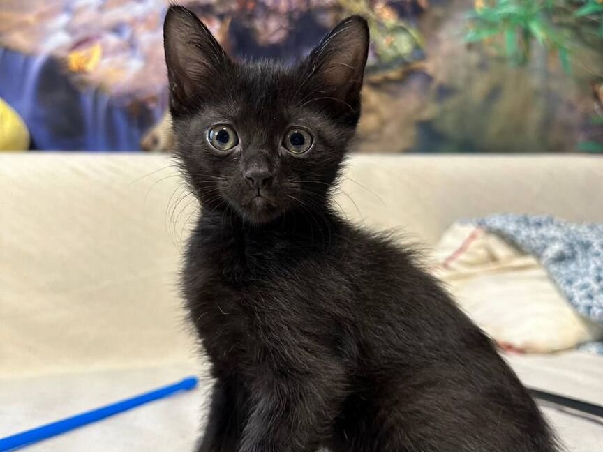 Сфинкс-браш котёнок СПб и ло