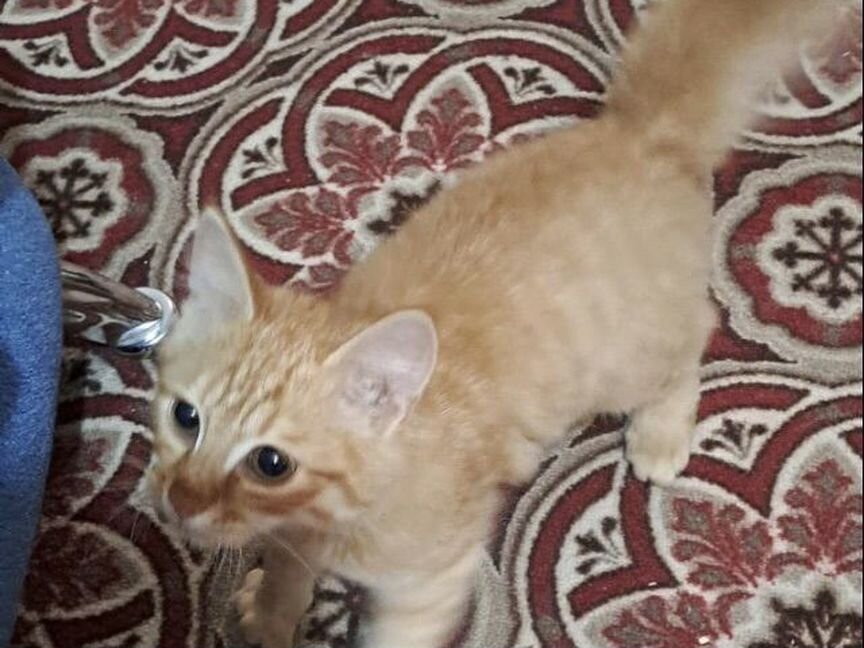 Рыжий Котик в добрые руки