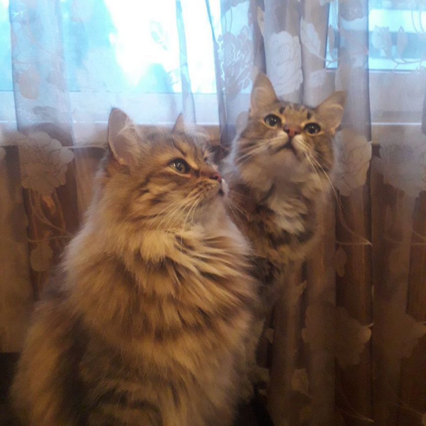 Отдам в добрые руки