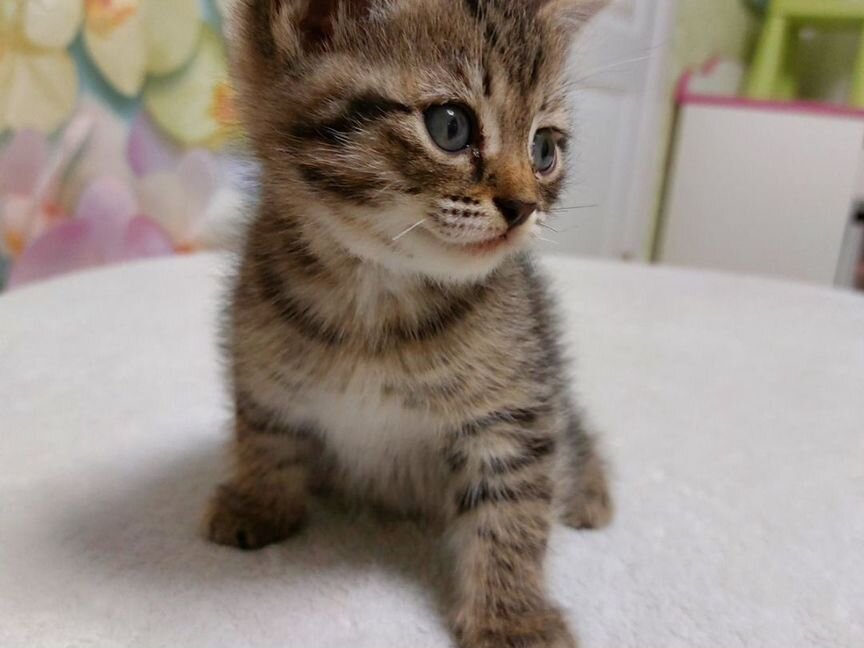 Котята