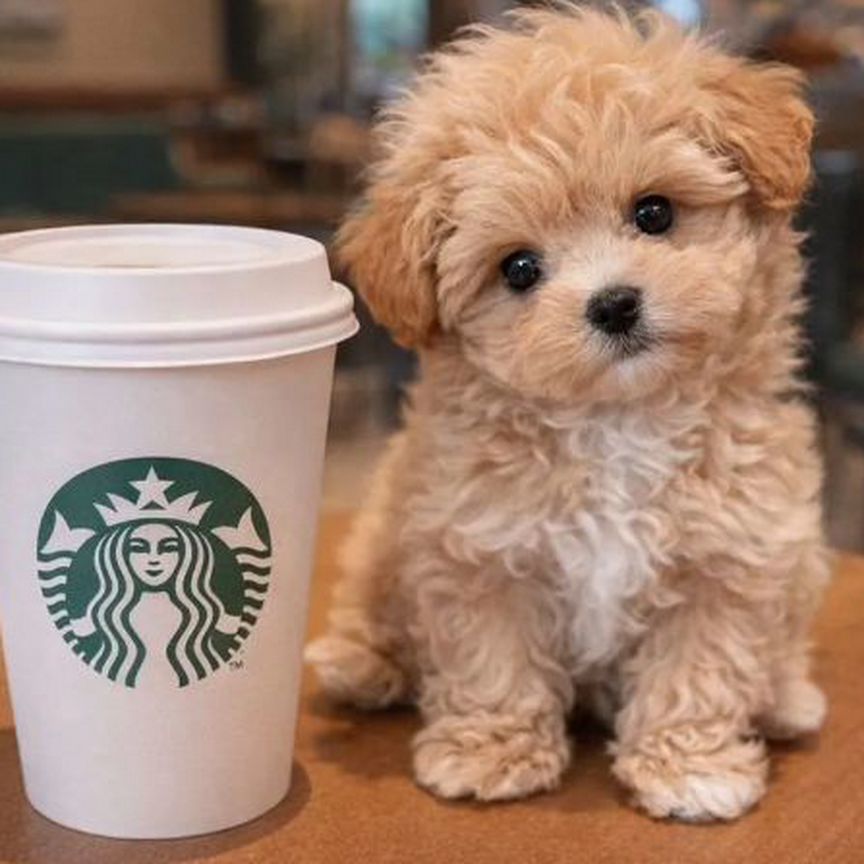 Мальтипу, щенок