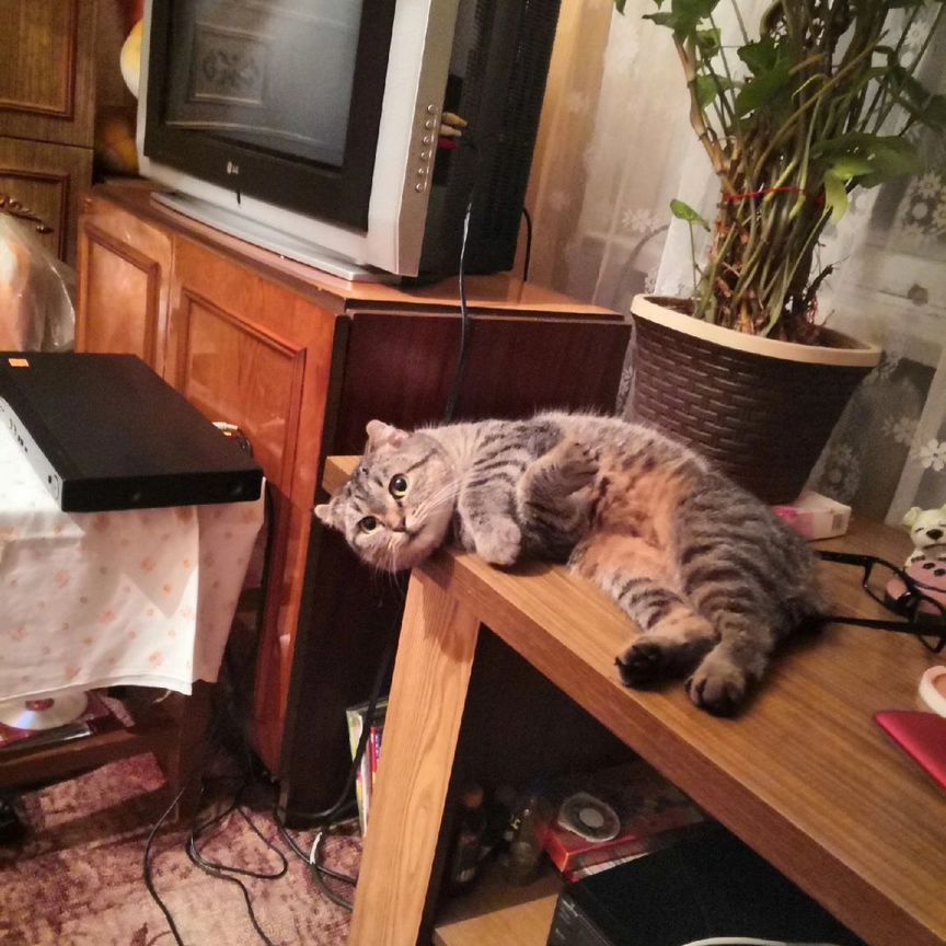 Кошки в добрые руки бесплатно