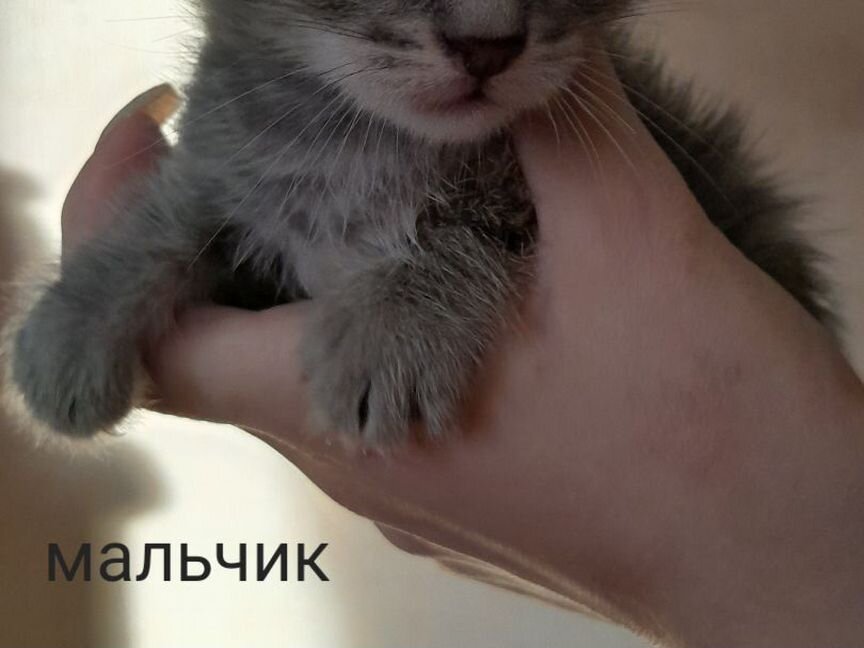 Котята шотландская вислоухая