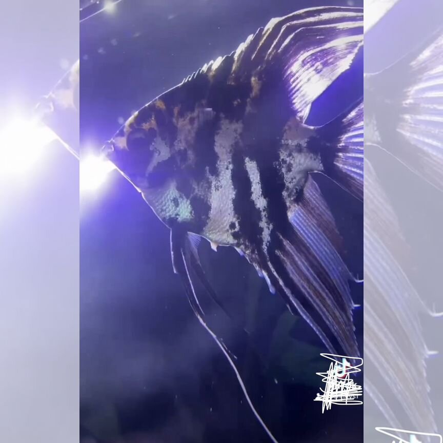 Взрослые скалярии