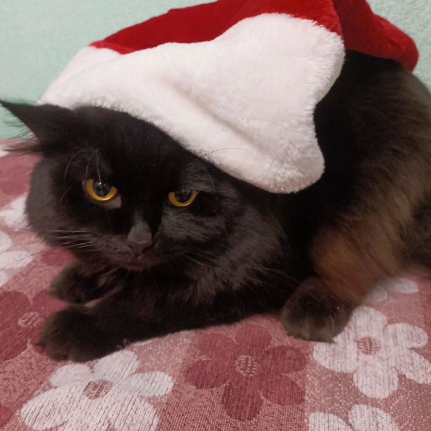 Кот бегемот
