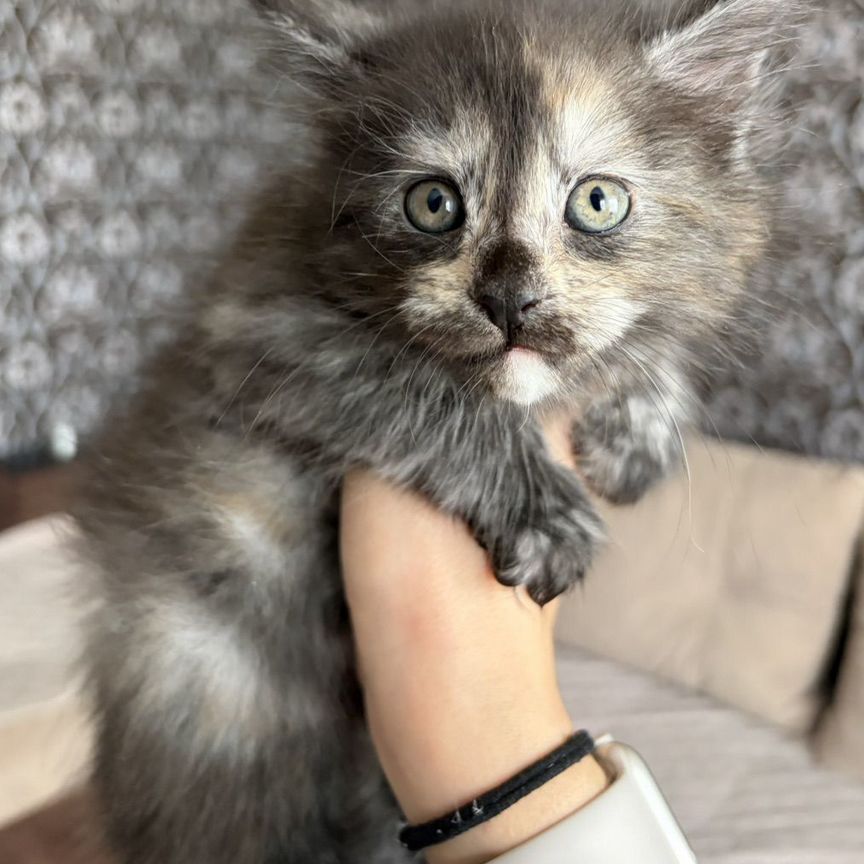 Мейн-кун котёнок
