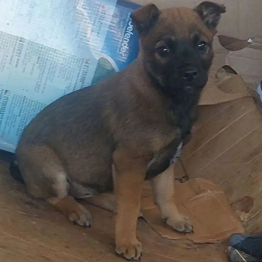 Щенок в добрые руки