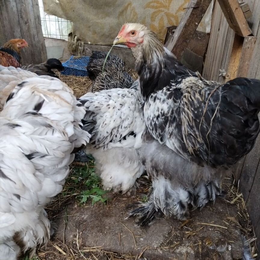 Петушок брама