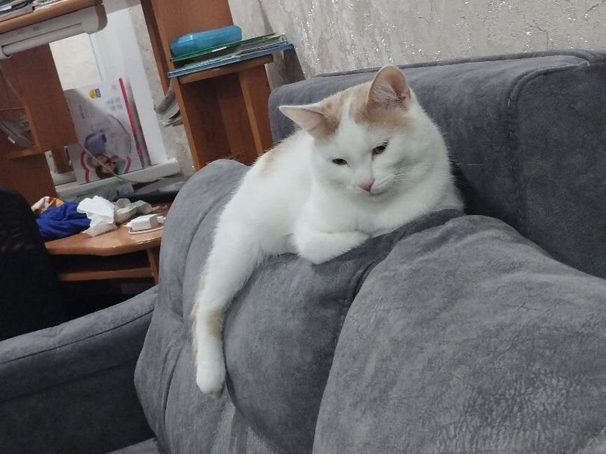 Кот в добрые руки