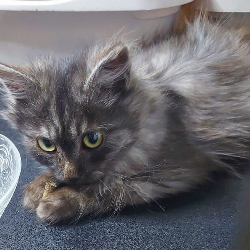 Сибирский котёнок