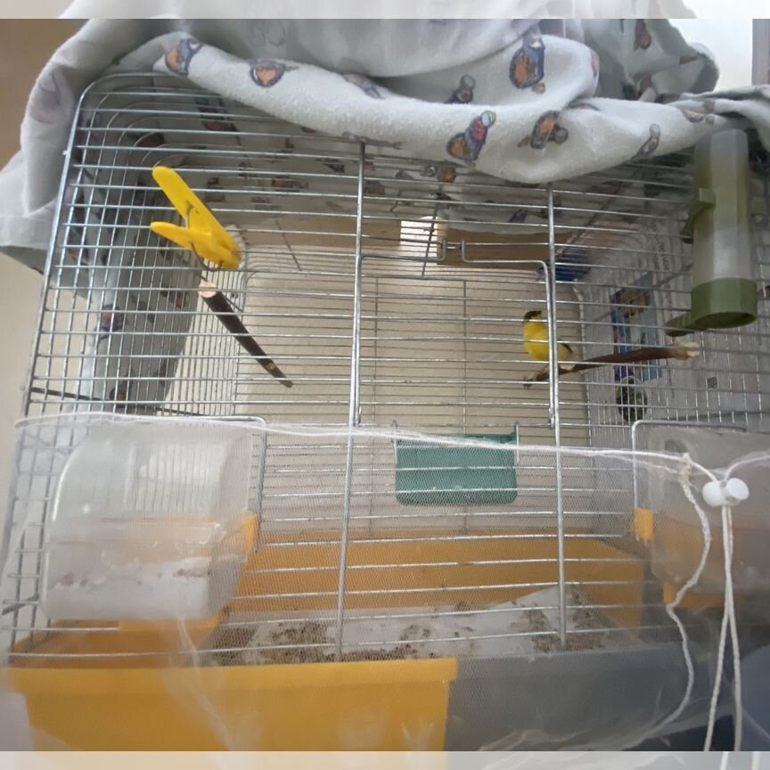 Хохлатая канарейка самец с клеткой