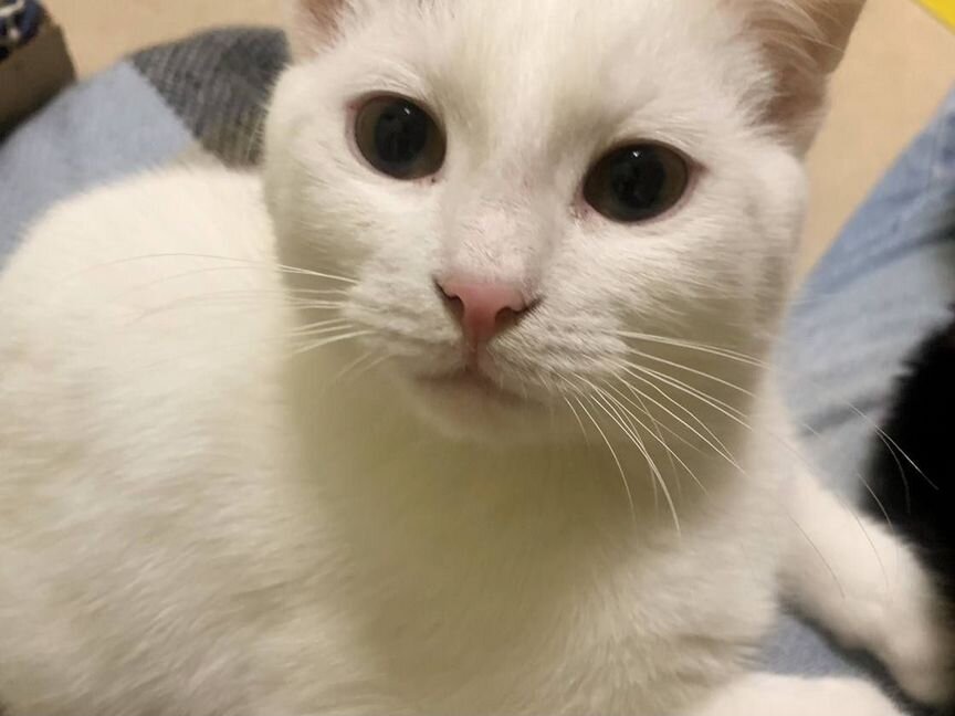 Котик в добрые руки