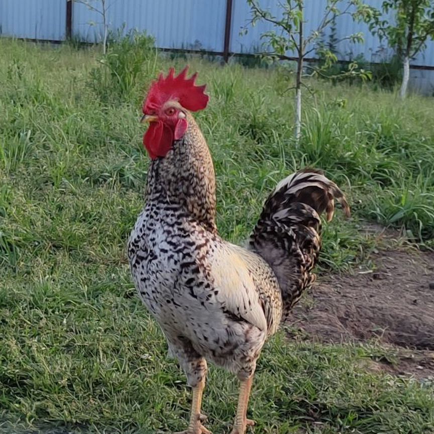 Петух