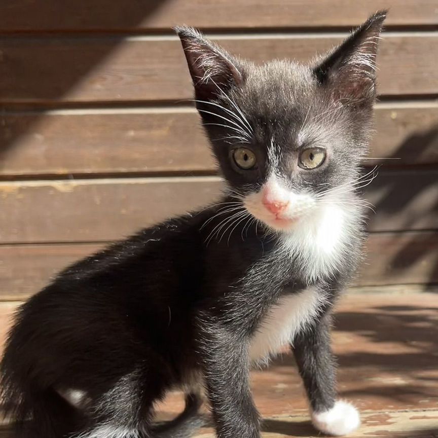 Очень хороший котенок