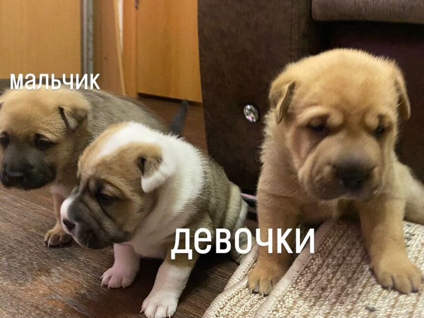 Щенки шарпей скрещиный с овчаркой