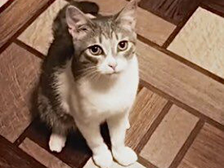Котик 1 год