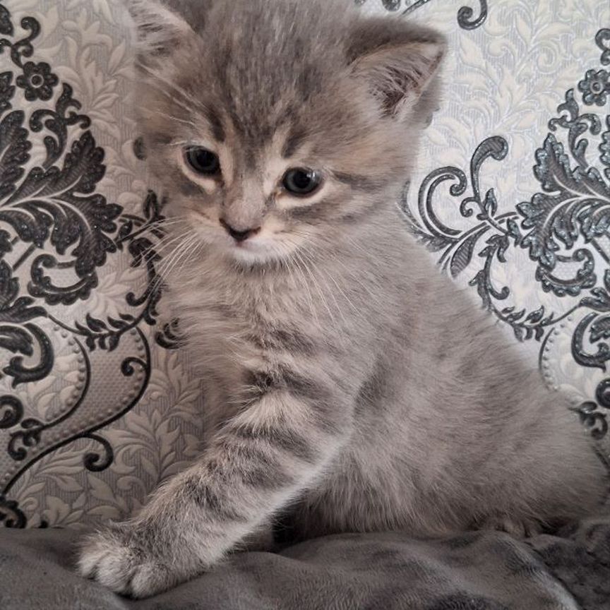 Котенок 1 месяц