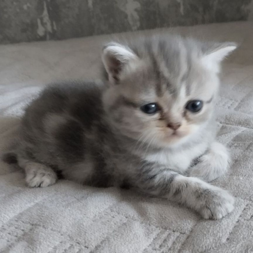 Экзотический короткошёрстный котёнок