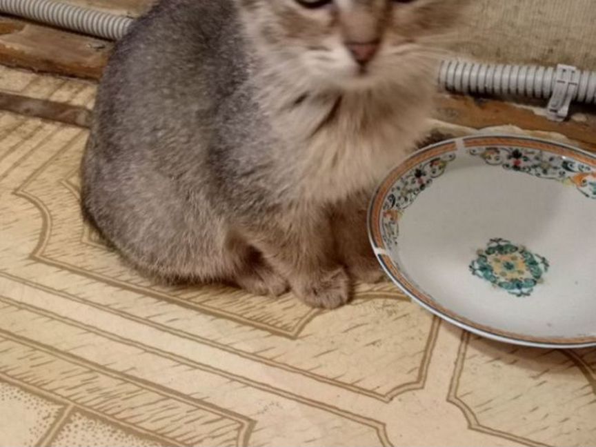 Кошка
