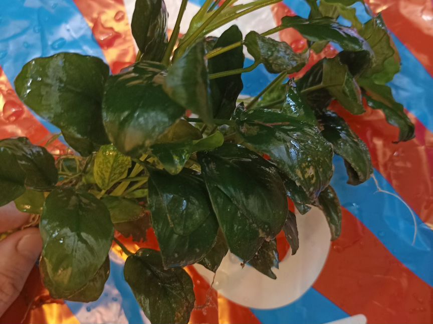 Аквариумные растения