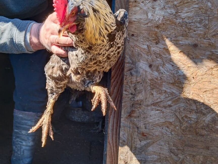 Обменяю петушков на кур молодок