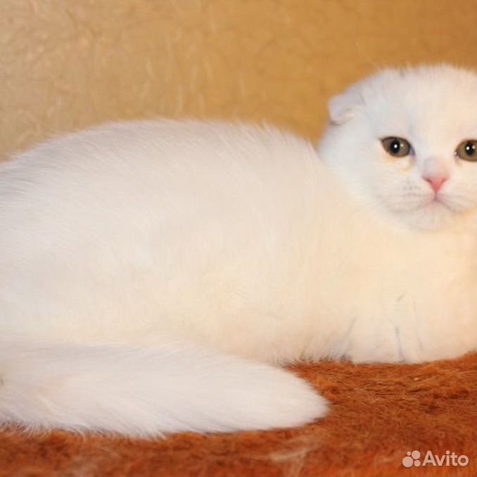 Шикарная шотландская фолд кошечка