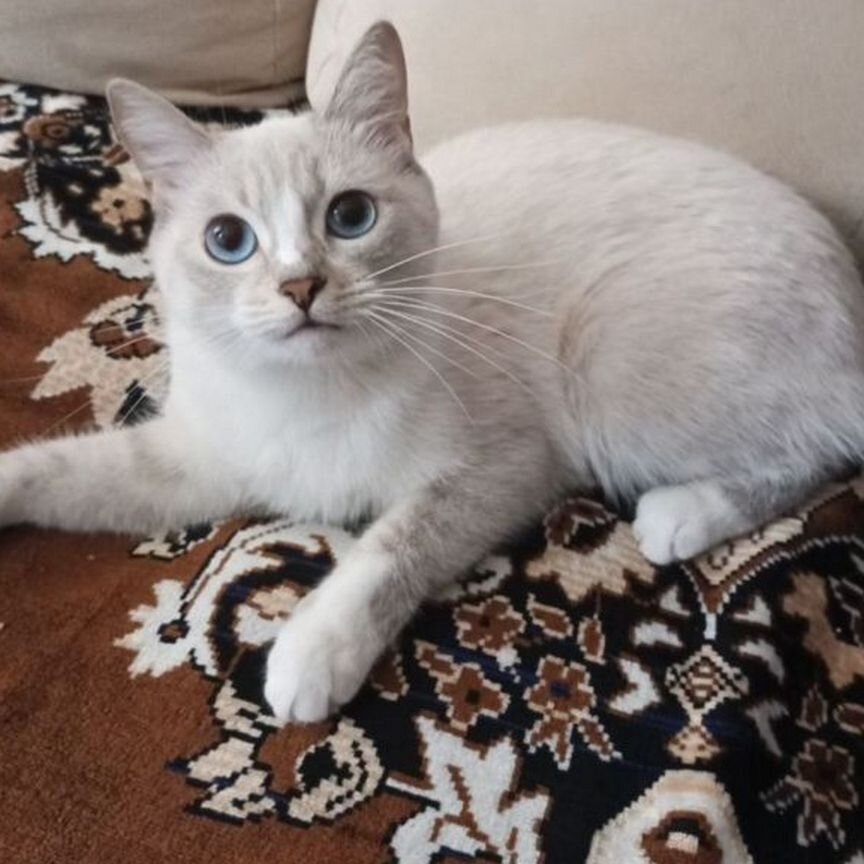 Отдам в добрые руки