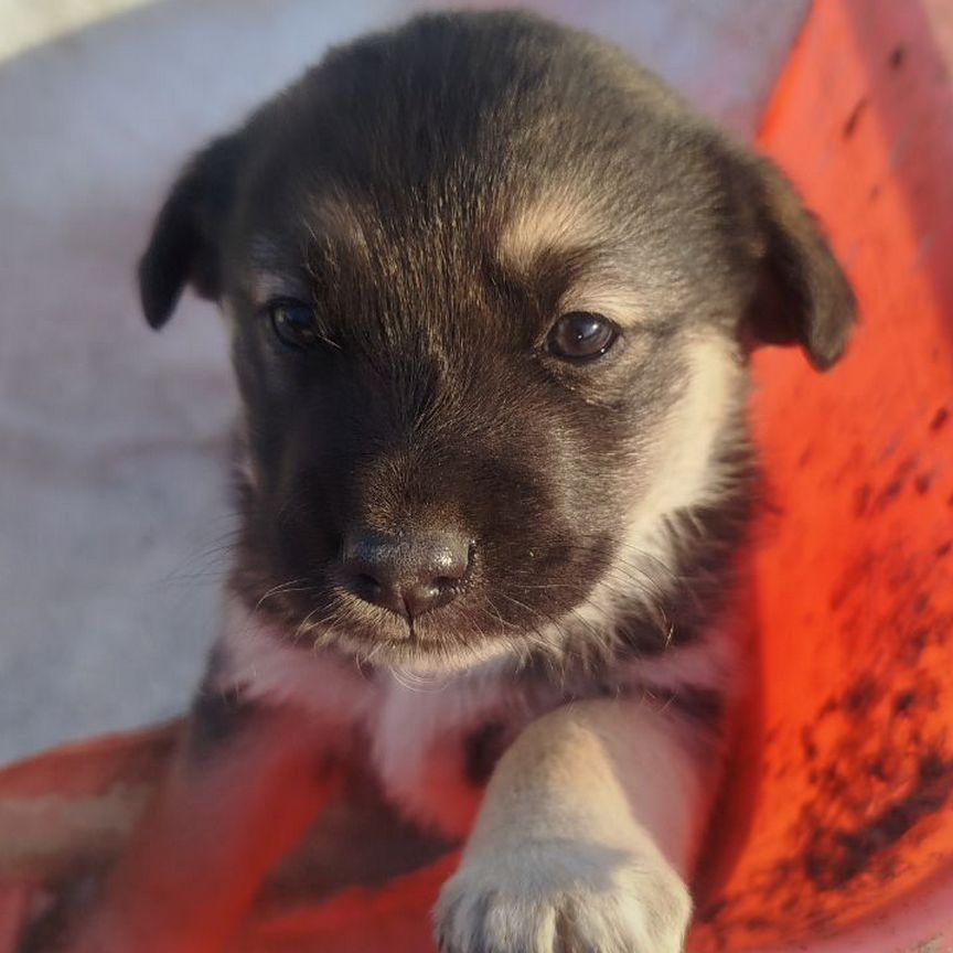 Щенок в добрые руки