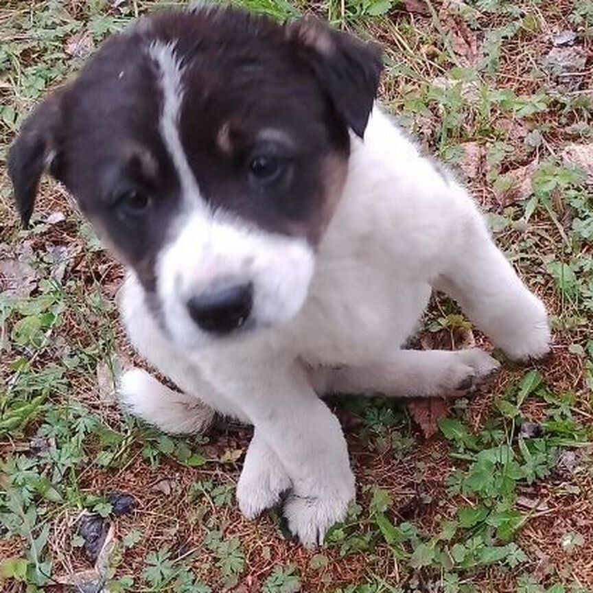 Щенок в добрые руки