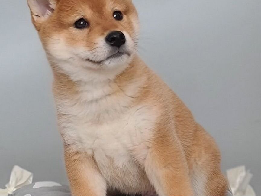 Щенки сиба ину с документами РКФ